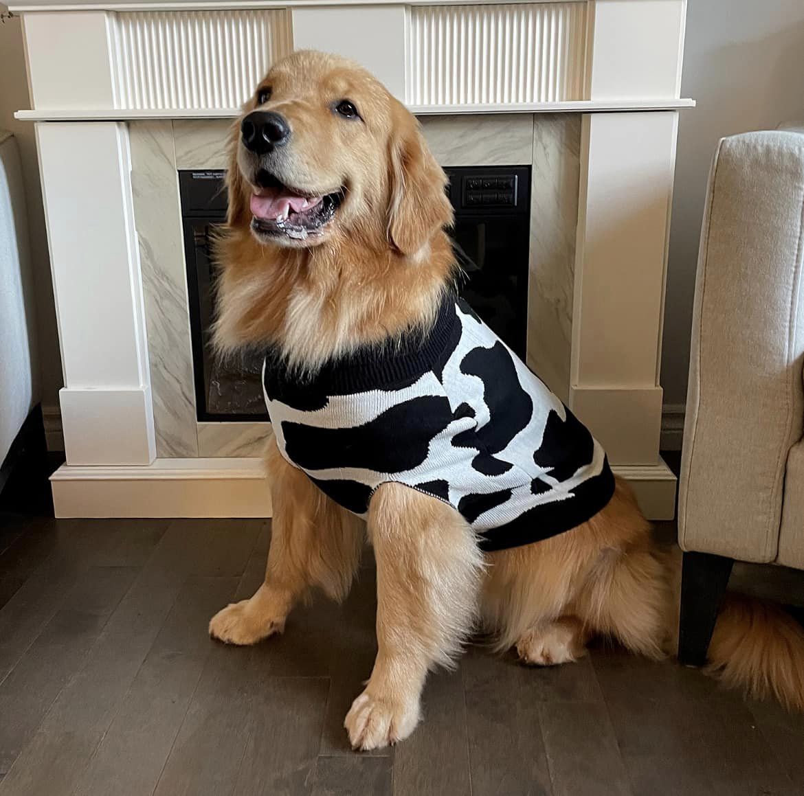 Udder Stuff – COWS